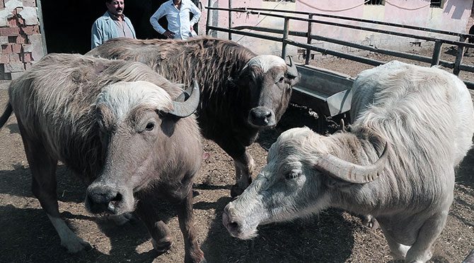 Anadolu mandası ıslah ediliyor - Sözcü