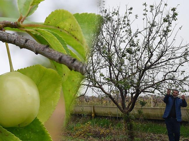 Manisa’da aralık ayında erik ağaçları meyve verdi - Sözcü