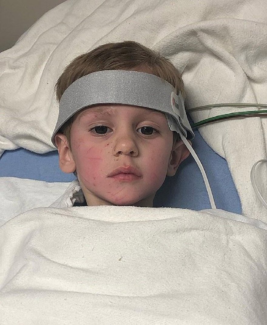 Ormanda kaybolan çocuğu iki gün boyunca bir ayı korumuş - Sözcü