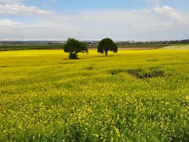 Kanola bahçesinden kartpostallık görüntüler