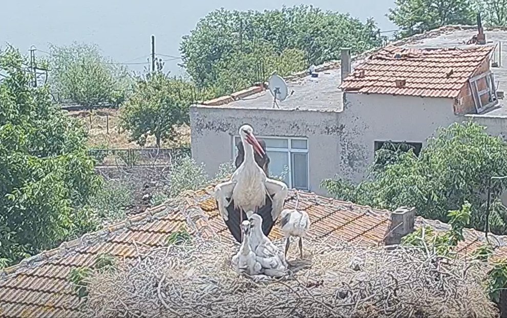 Yaren leylek, yavrularıyla fotoğraflandı - Sözcü