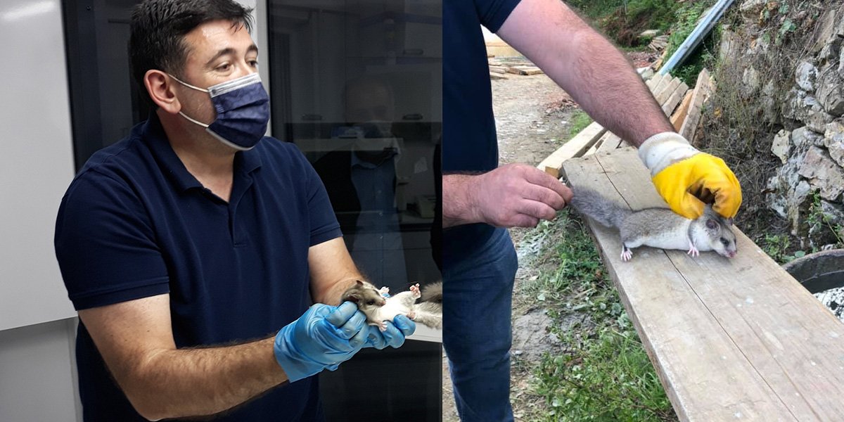 Nesli tehlike altında olan Yediuyur tedavi altına alındı - Sözcü