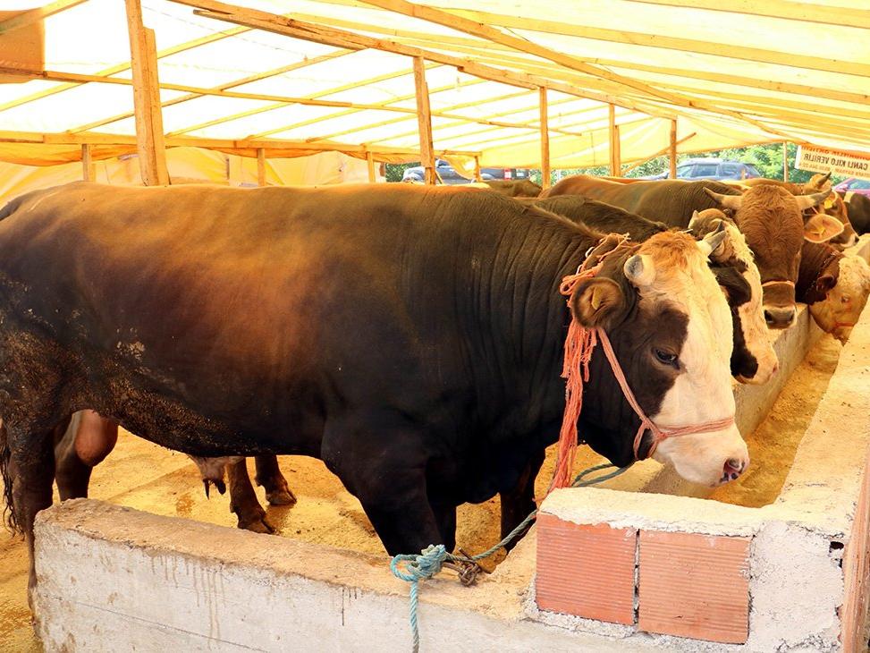 Kurbanlık hayvan sevkiyatına kısıtlama - Sözcü