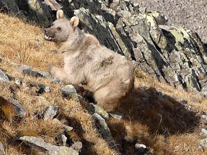 Profesörün, evine dadanan bozayı ile başı dertte