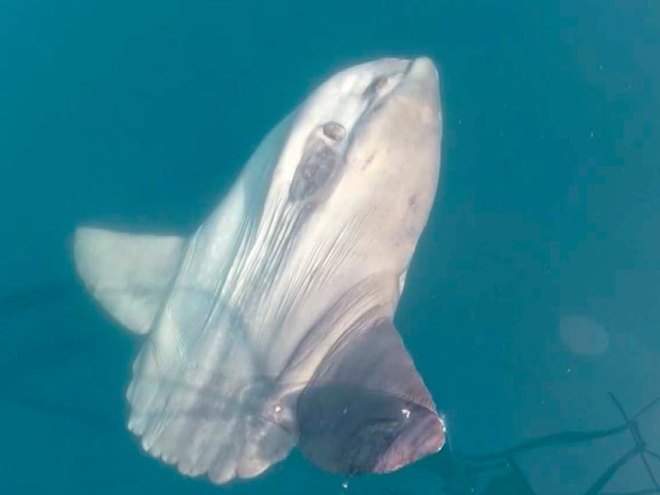 Gökçeada açıklarında ay balığı ve balina görüntüledi - Sözcü