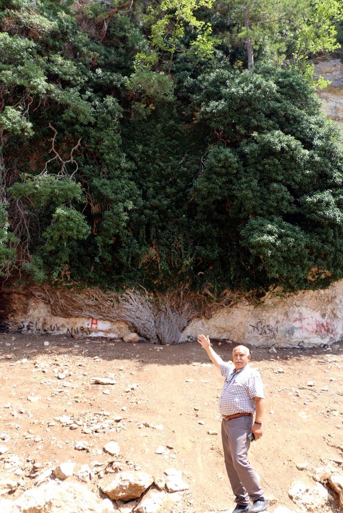 4 bin yıllık sarmaşık zamana direniyor - Sözcü