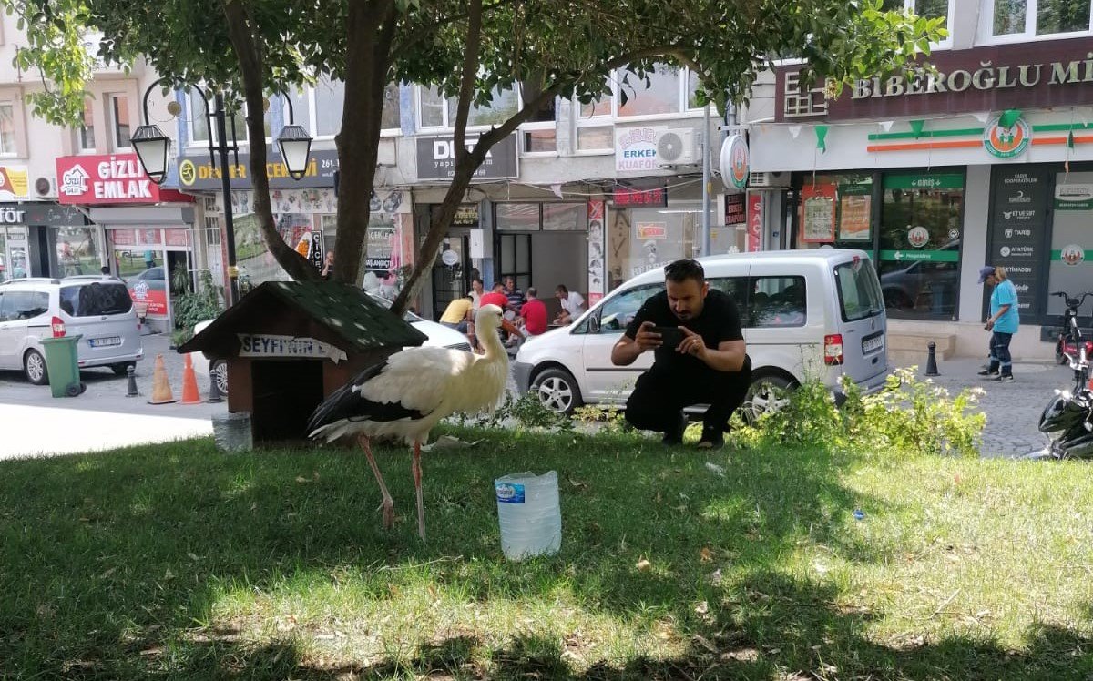 Tekirdağ'ın meşhur leyleği aylar sonra geri geldi - Sözcü