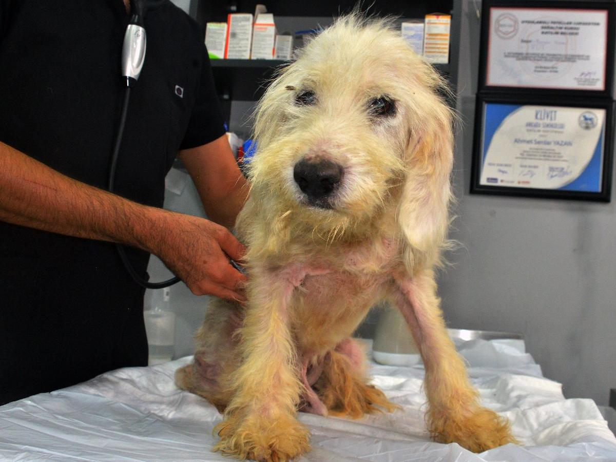 Çöp evden kaçıp veterinere sığınan 'Pamuk' yeni sahibini arıyor - Sözcü