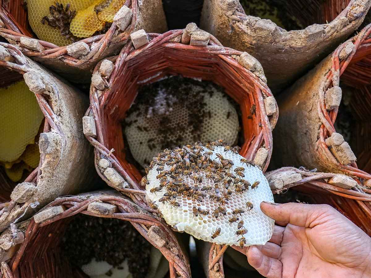 Kadın arıcı kovan sayısını 4 yılda 9 katına çıkardı - Sözcü