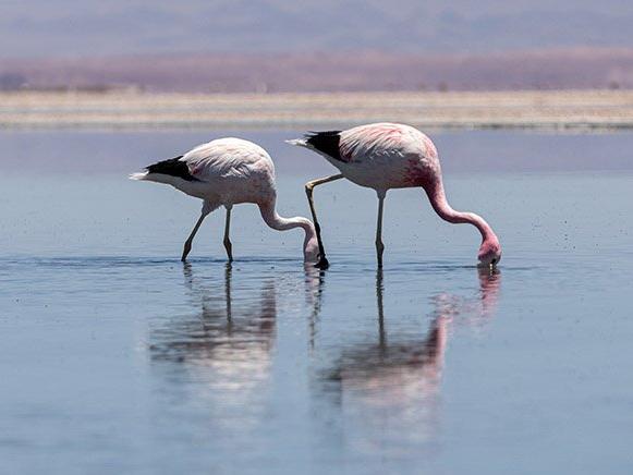 Atacama Çölü'ndeki flamingolar azalıyor