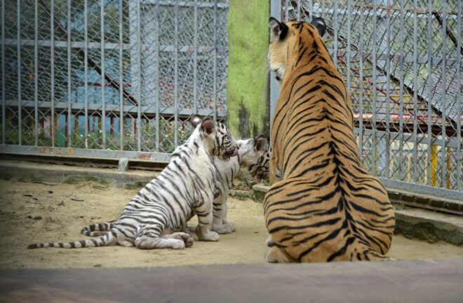 Dördüz beyaz kaplan yavruları sağlıklı büyüyor - Sözcü