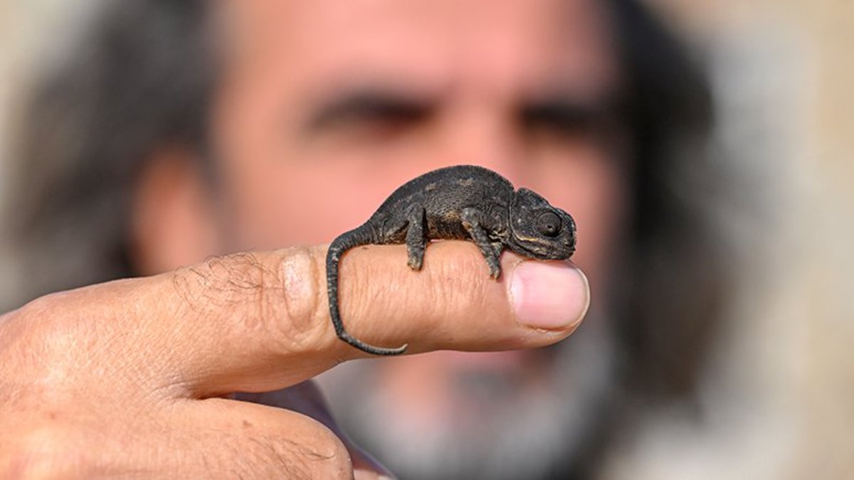 Okulda yorgun bulunan bukalemun koruma altında - Sözcü
