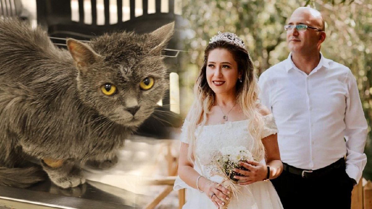 Depremde ölen arkadaşının kedisini sahiplendi - Sözcü