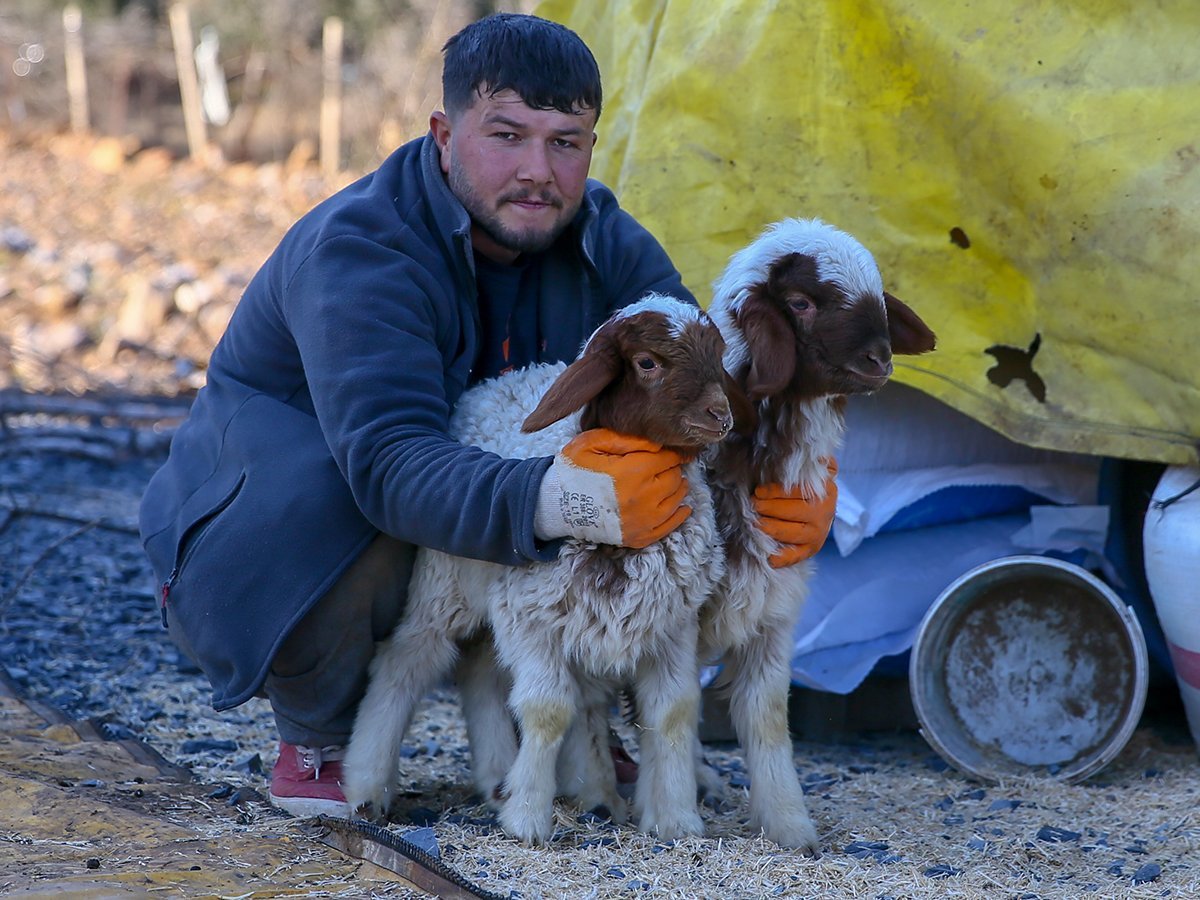 Enkaz altında kalan kuzularına 11 gün sonra kavuştu - Sözcü