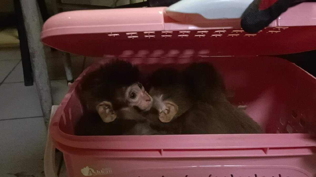 11 yavru maymuna el konuldu - Sözcü