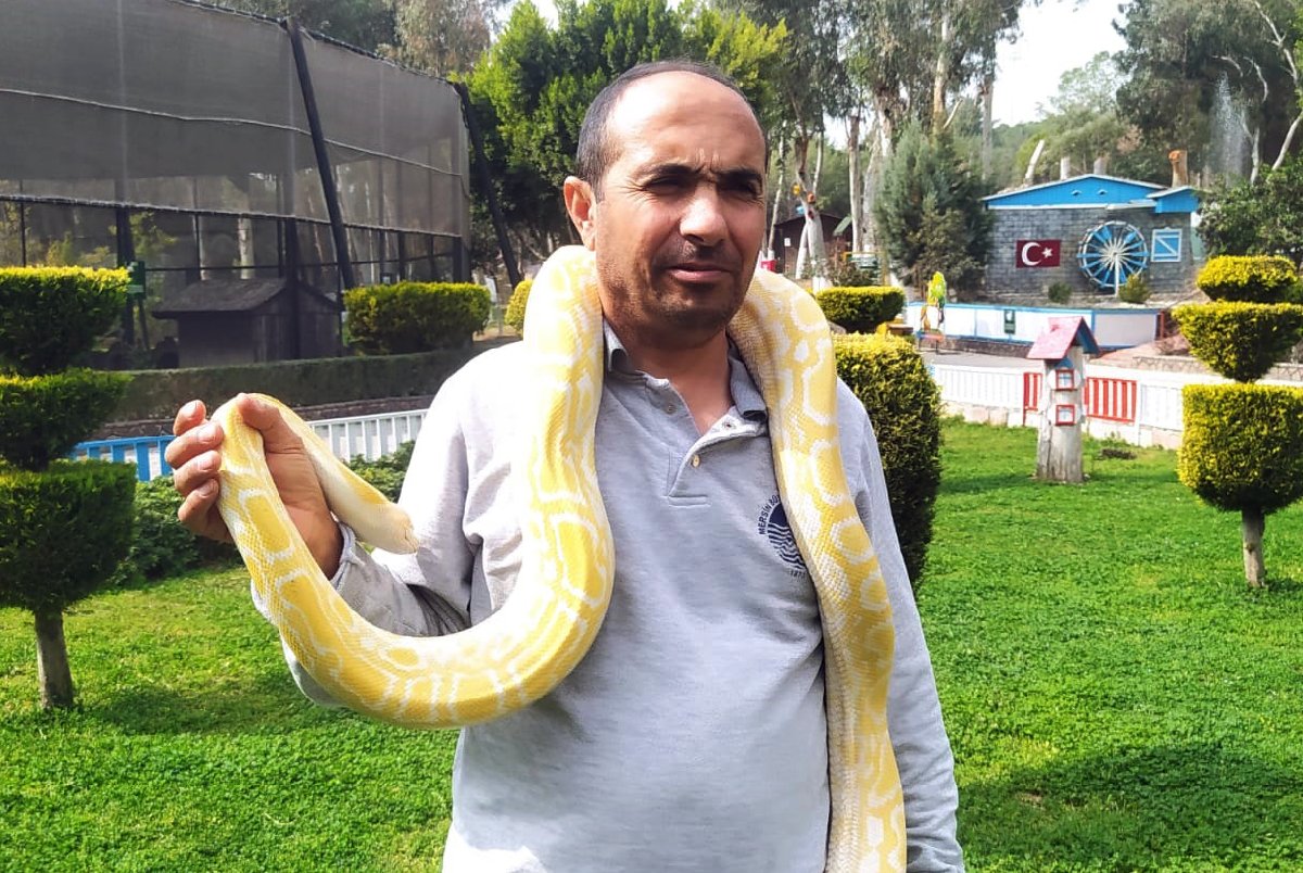 12 dev yılanı 24 yıldır elleriyle besliyorlar - Sözcü