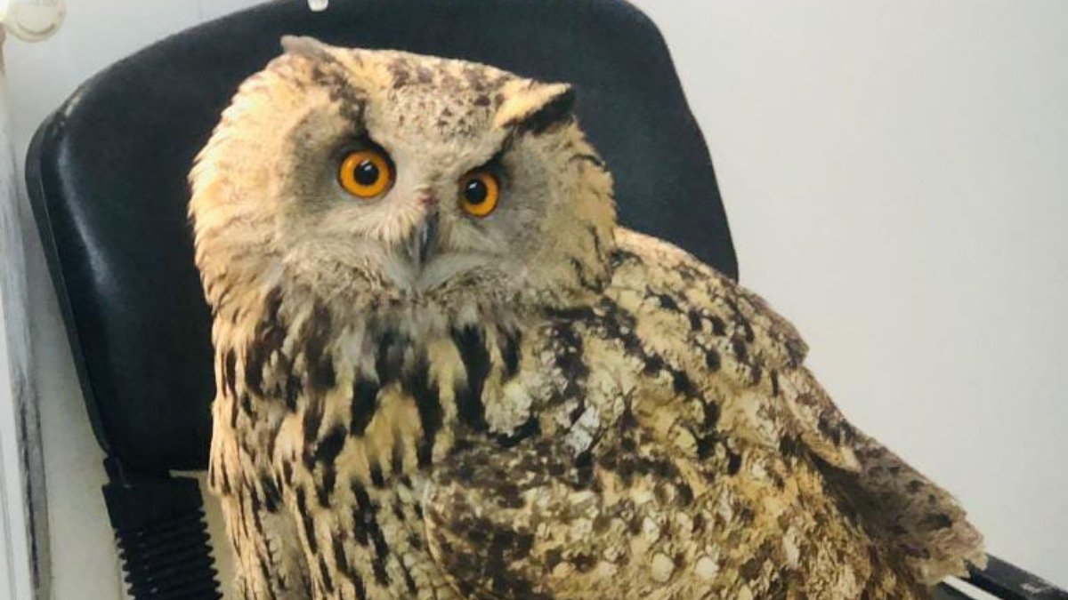 Puhu kuşu ilgi odağı