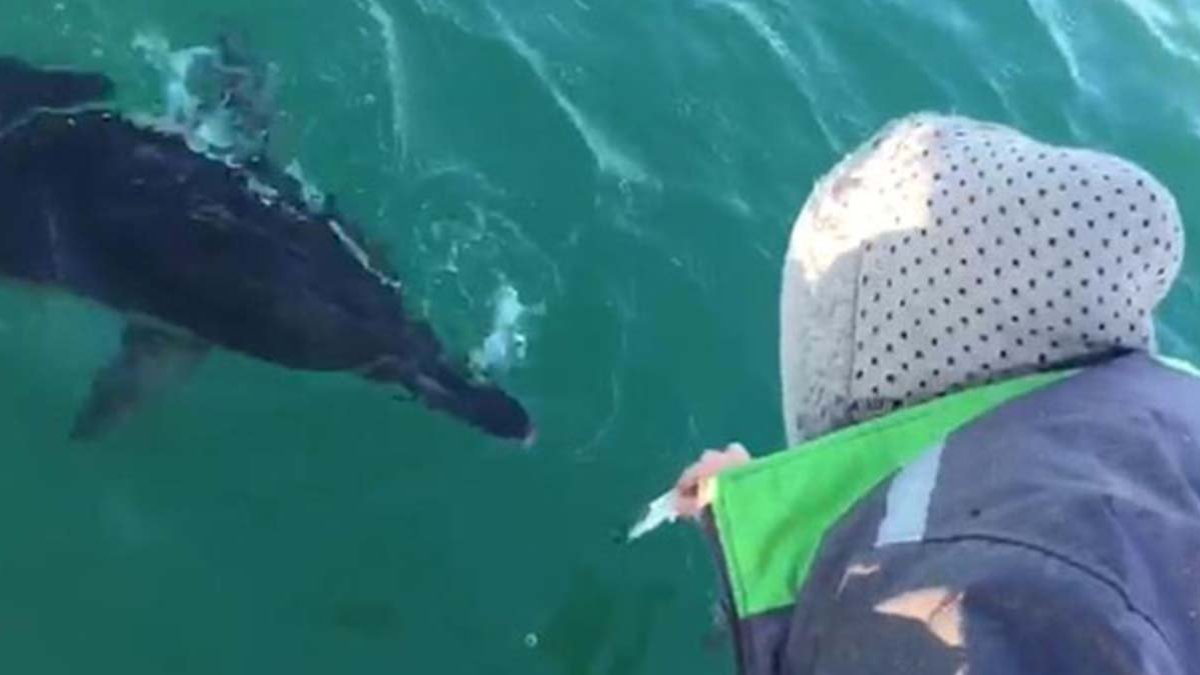 Balıkçı çift tekneye yaklaşan yunusu böyle besledi - Sözcü