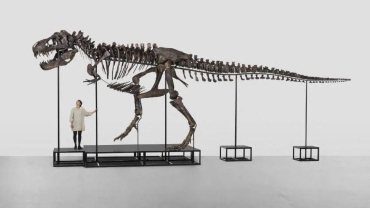 Dev T-Rex iskeleti rekor fiyata alıcı buldu - Sözcü
