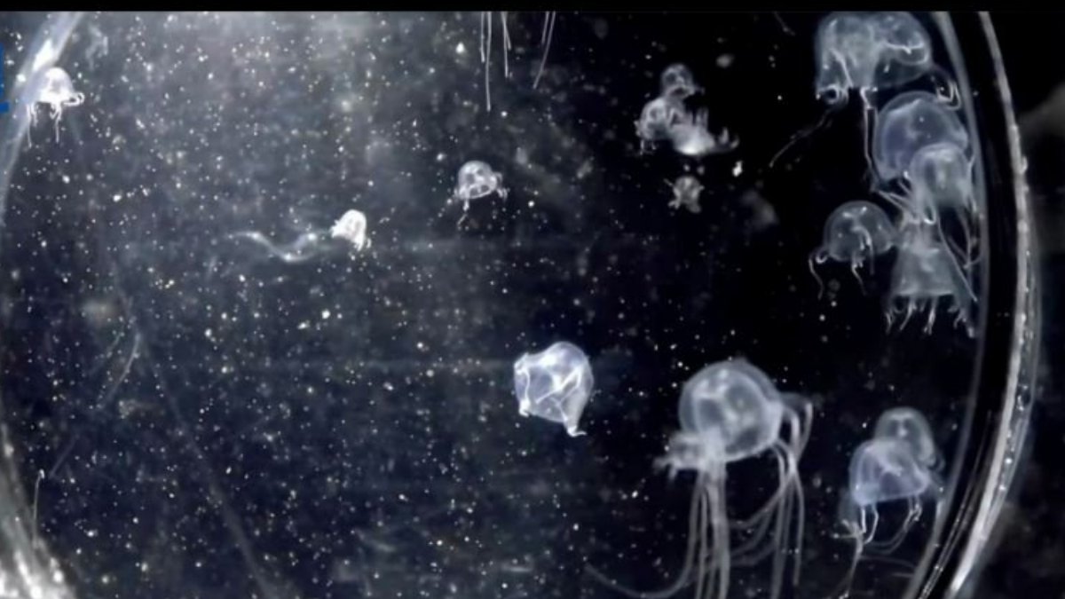 Bilim insanları şaşkın... Tam 24 tane gözü olan deniz anası keşfedildi