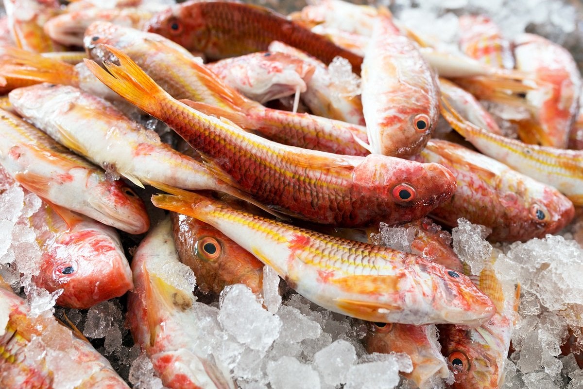 Barbun balığı nasıl pişirilir? Barbunun kilosu ne kadar? - Sözcü