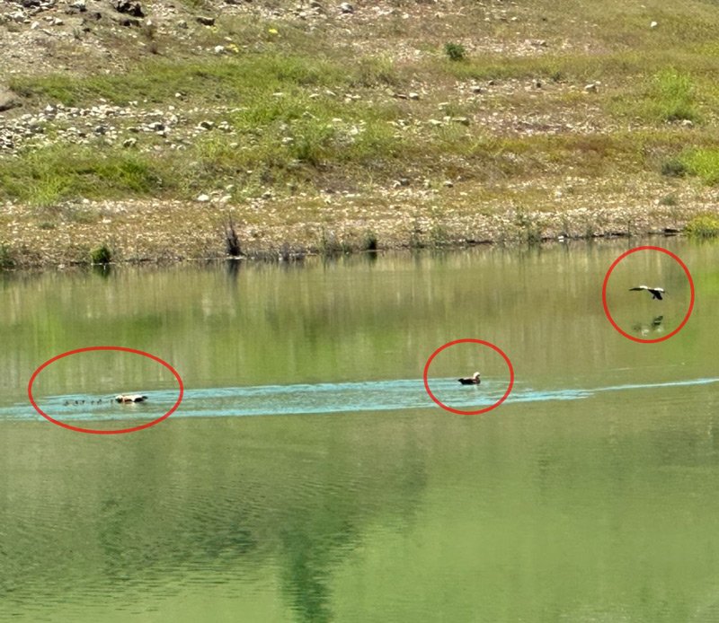 Angut kuşu ve yavruları doğaya bırakıldı - Sözcü