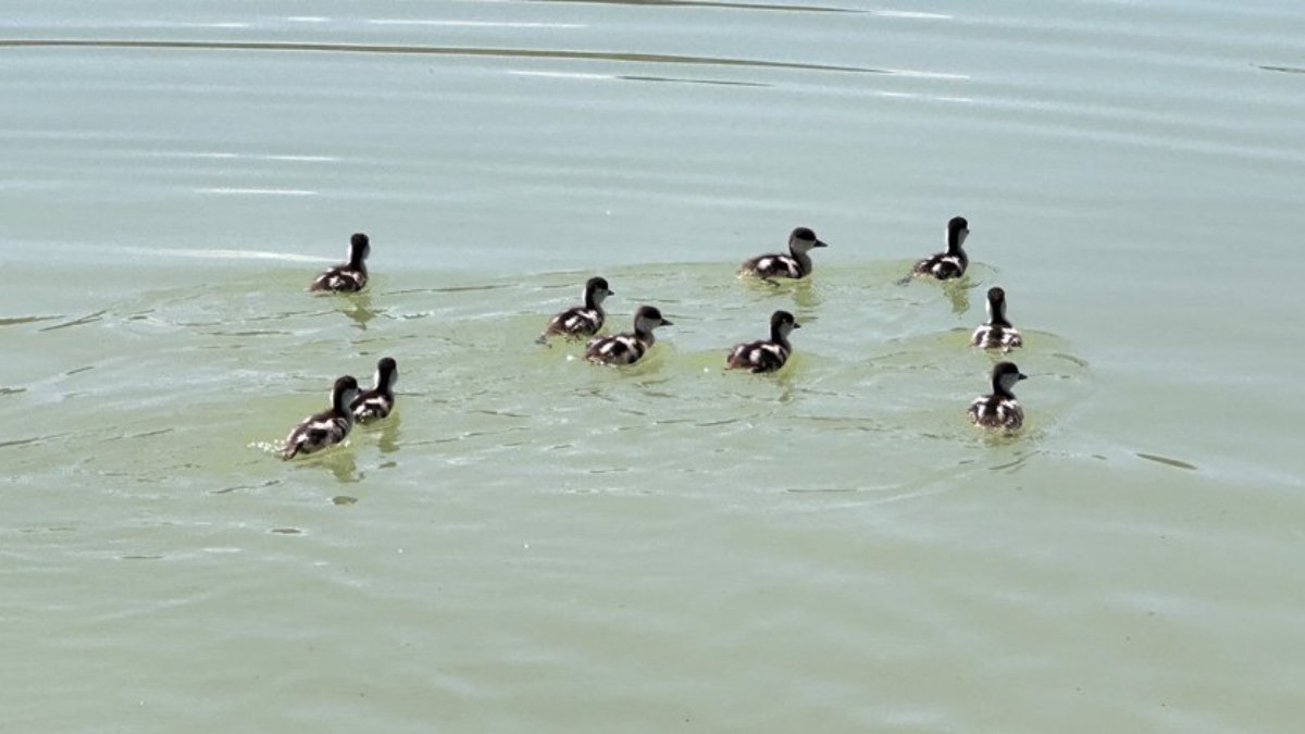 Angut kuşu ve yavruları doğaya bırakıldı - Sözcü