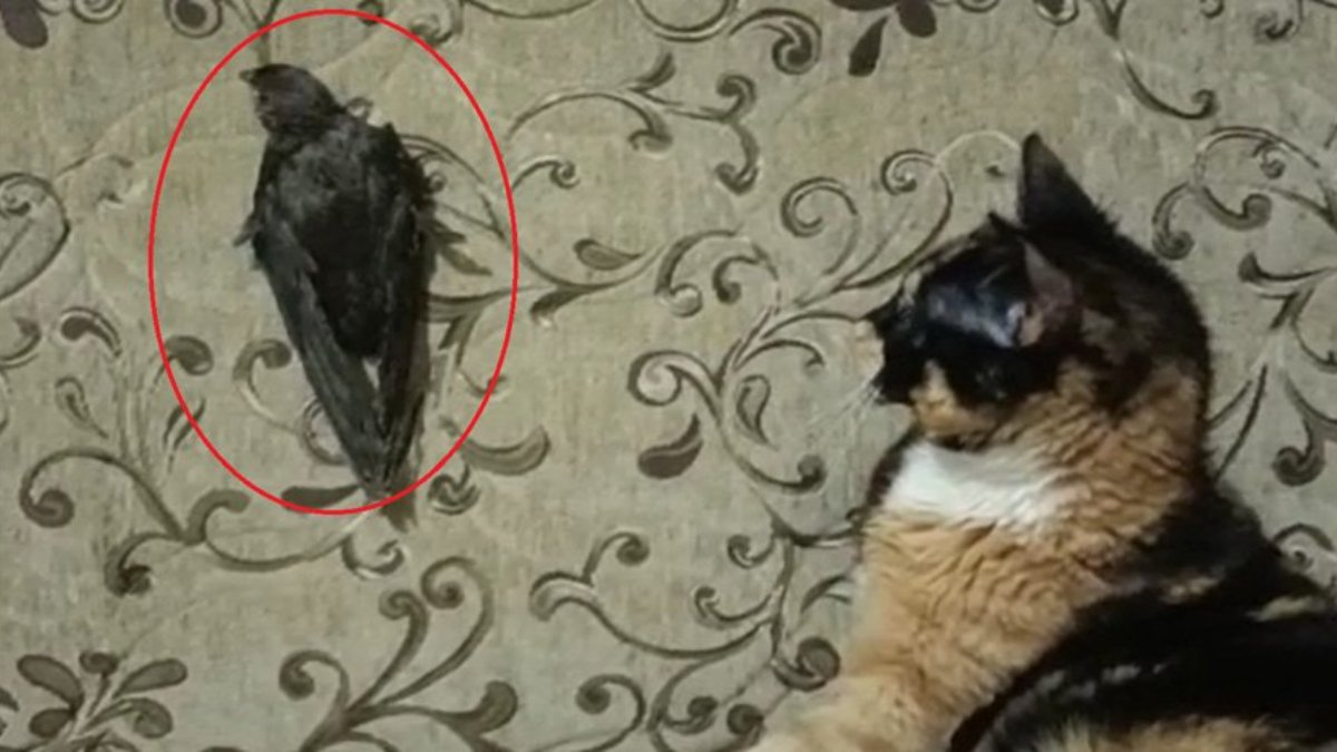 'Cimcime' ile 'Safiye' bir yıldır aynı evde yaşıyor - Sözcü