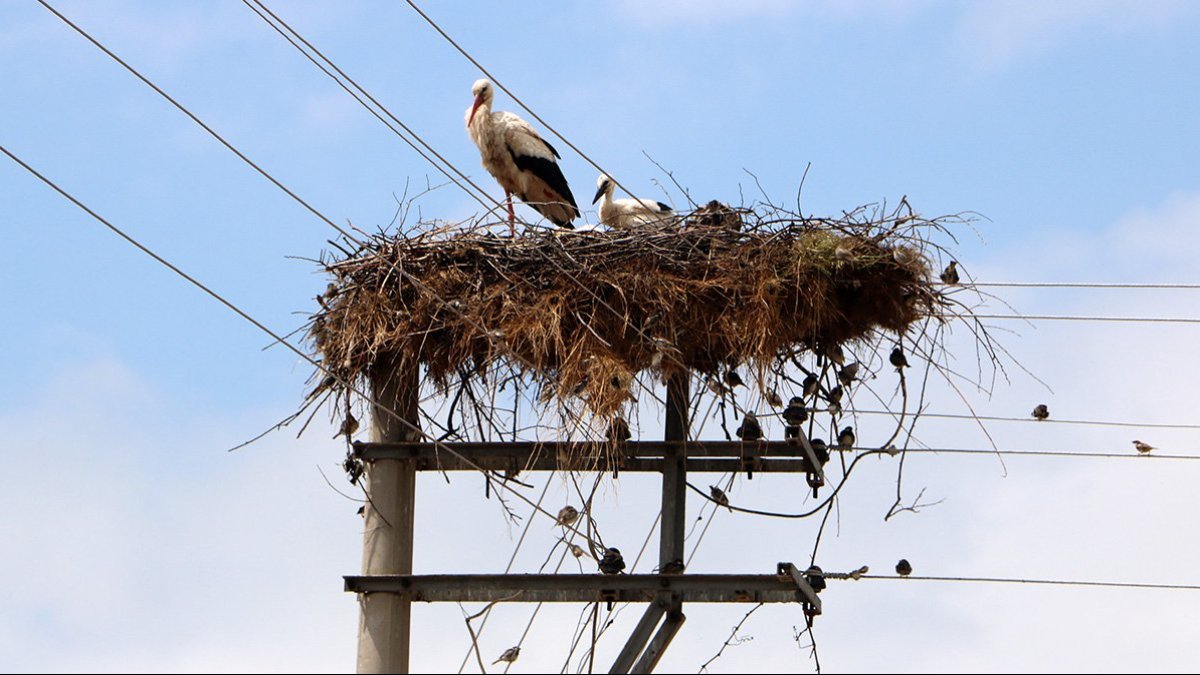 Elektrik direği 15 yıldır leyleklerin yuvası - Sözcü