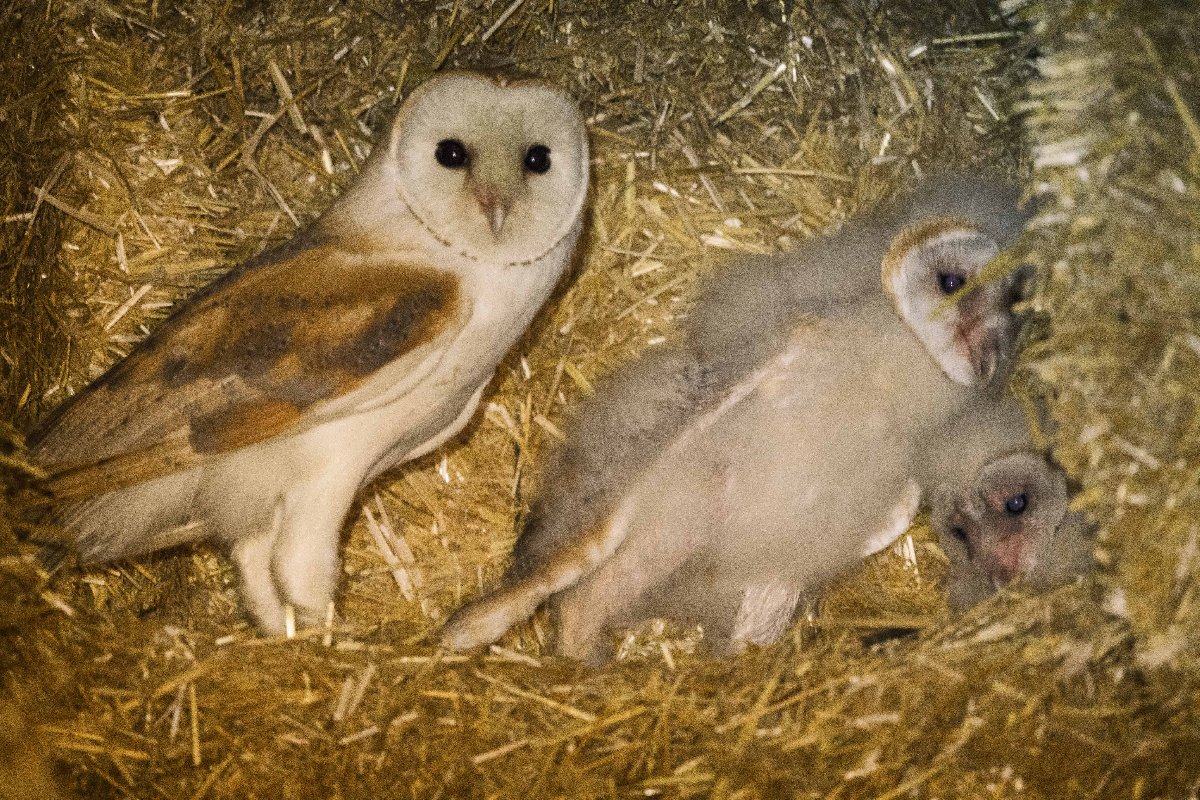 Peçeli baykuş ailesi samanlıkta objektife takıldı - Sözcü