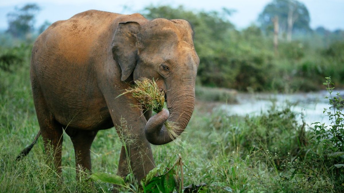 Fillerin beslenmesi de insanlarınkine benziyormuş - Sözcü
