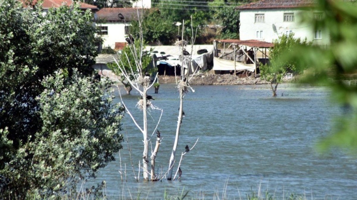 Kuluçkaya yatan karabataklar görüntülendi - Sözcü