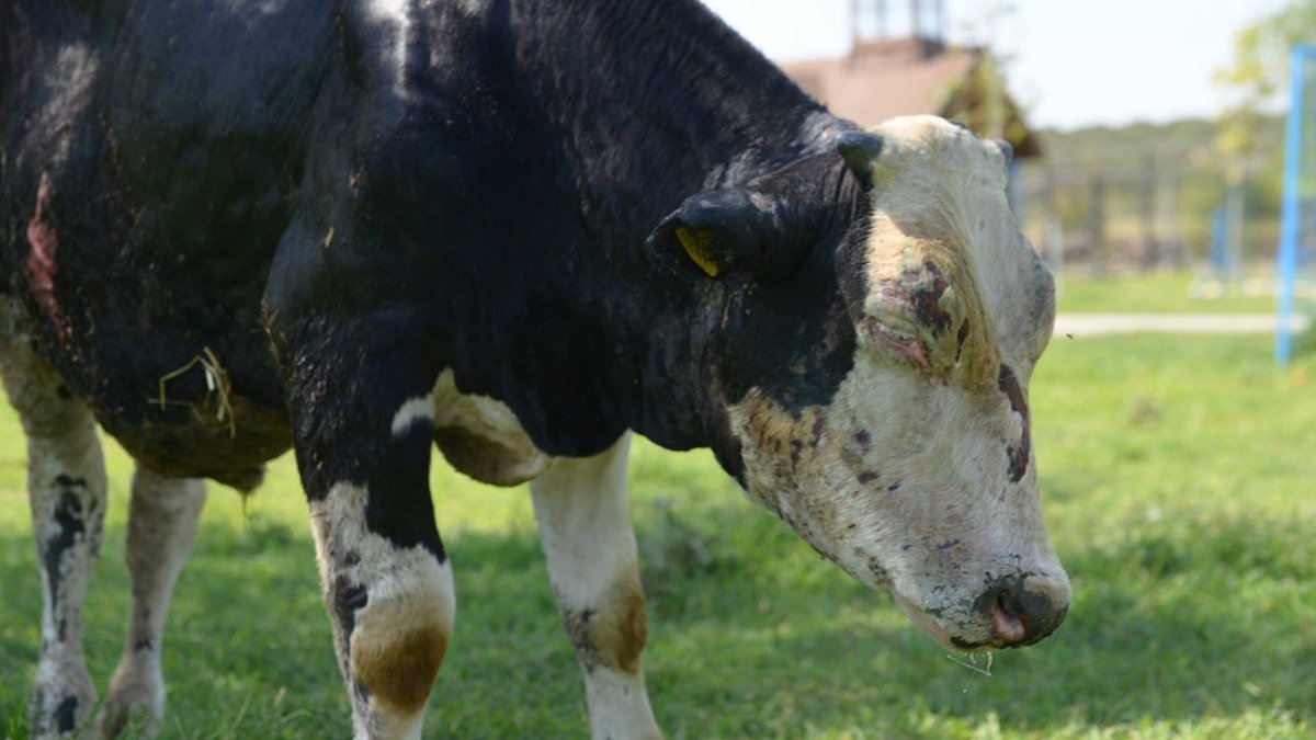 Çanakkale yangınından etkilenen boğa, Emekli Hayvanlar Çiftliği'nde - Sözcü